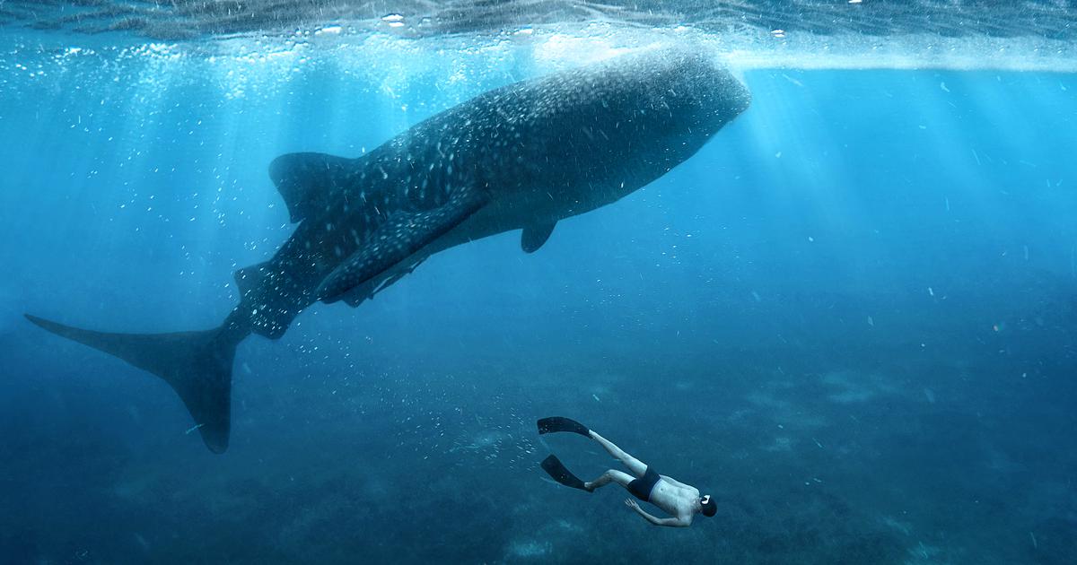 Poslušajte! Prvi put snimili pjesmu rijetke vrste kitova | Express