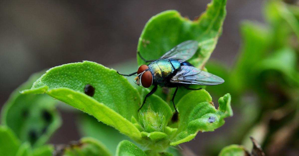 Prava istina o muhama: Prenose 600 bolesti! | Express