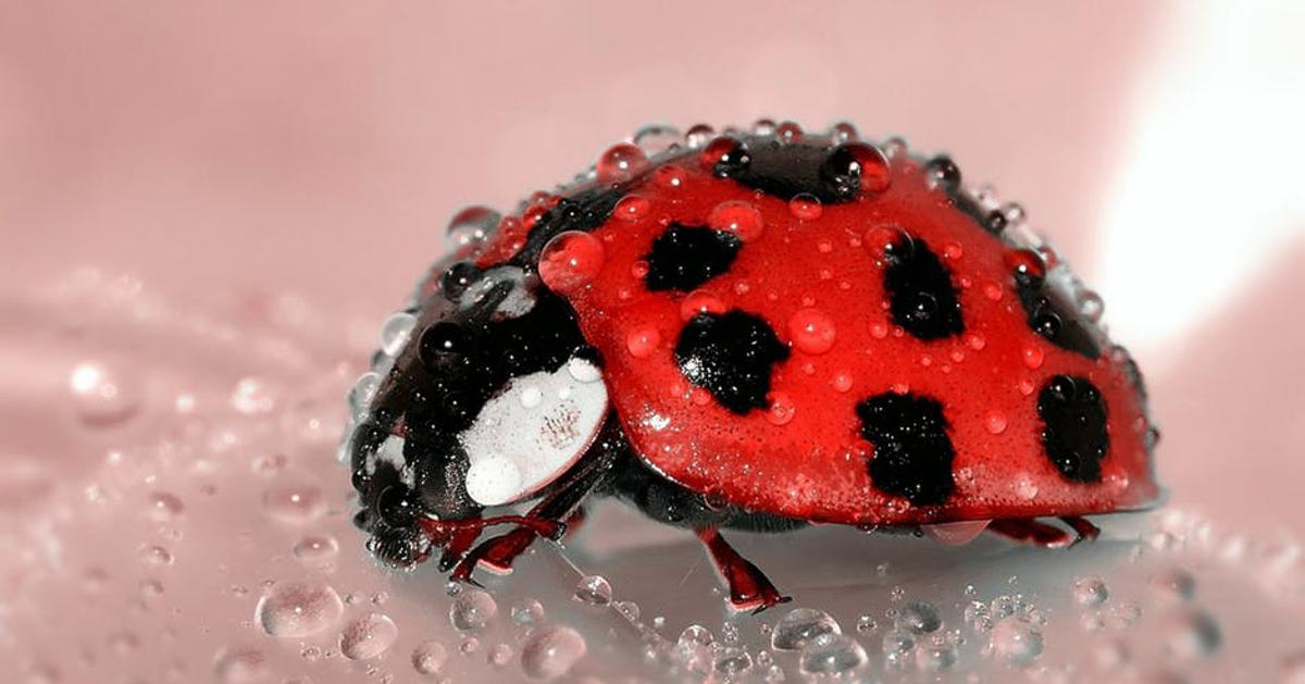 Gladne bubamare izazvale uzbunu na radaru | Express