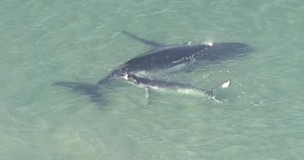 Australija: Mali kit spasio svoju mamu nasukanu u plićaku | Express